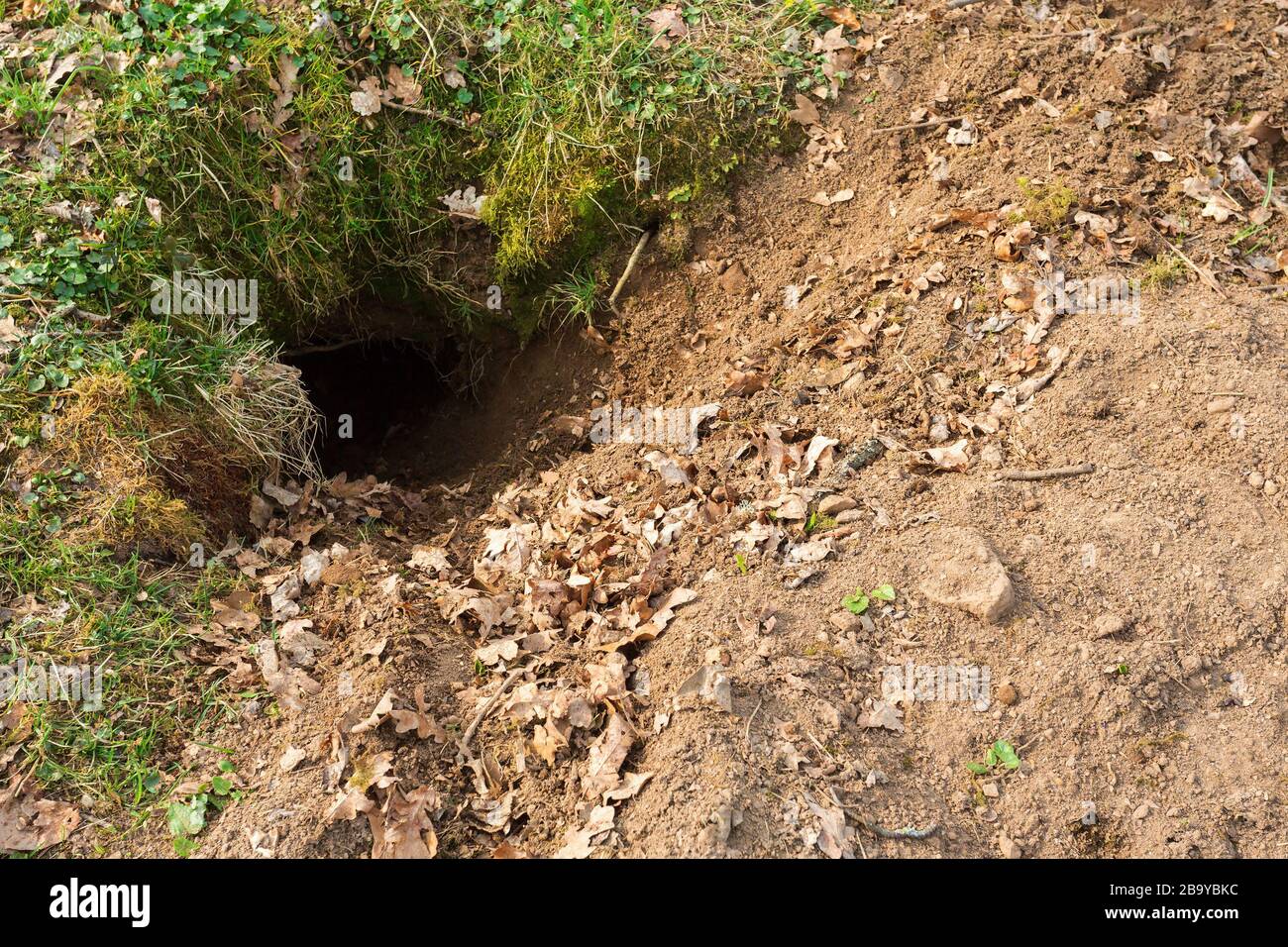 Animal tunnel hi-res stock photography and images - Alamy