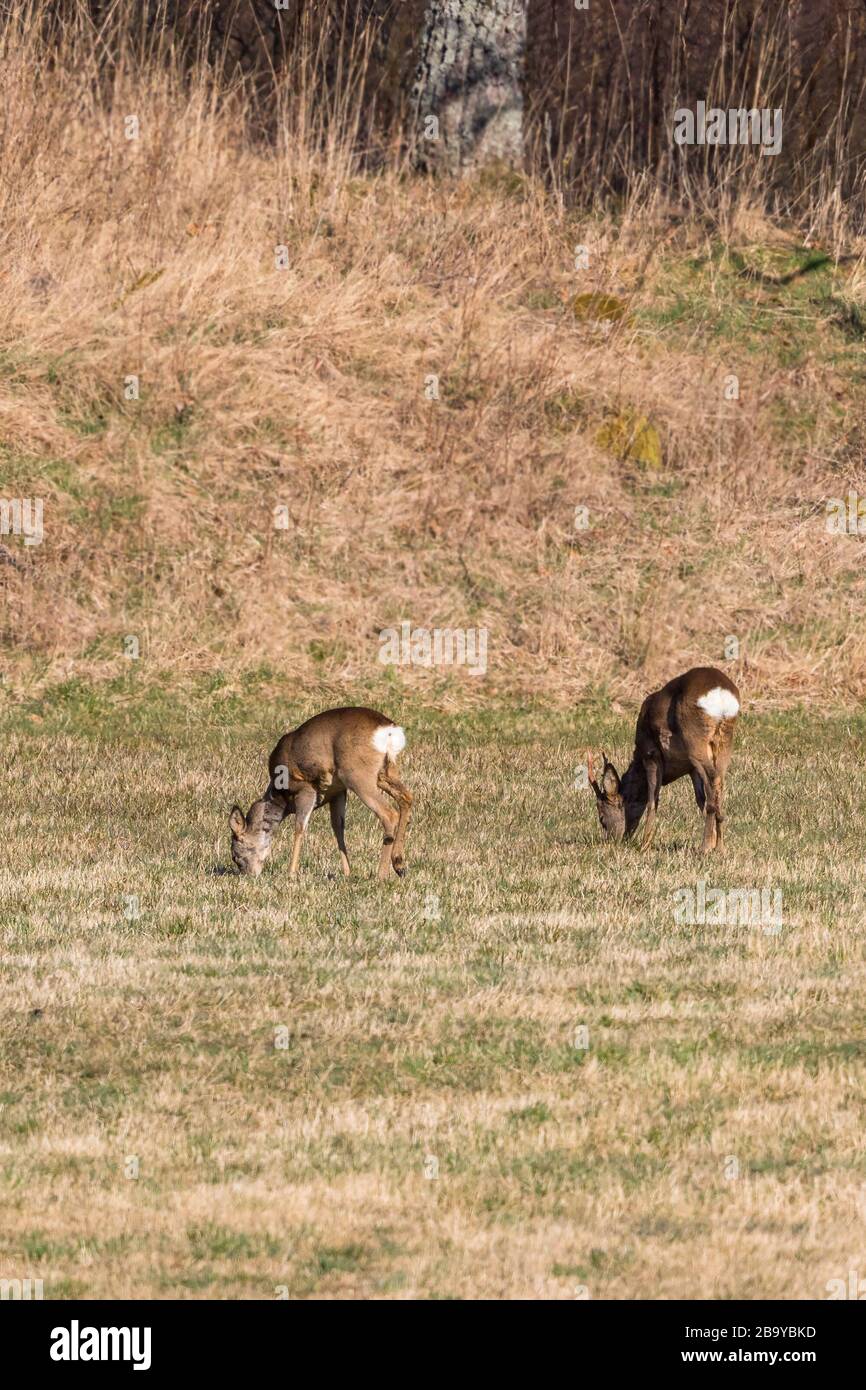 Two roe deer grazing hi-res stock photography and images - Alamy