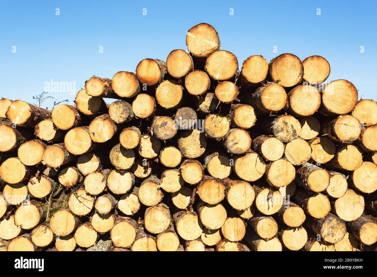 Timber pile in the woods Stock Photo - Alamy