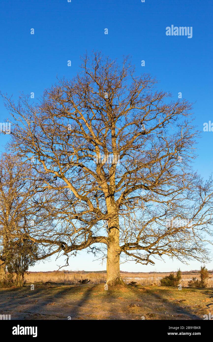 Old oak tree on the meadow in spring sunshine Stock Photo - Alamy