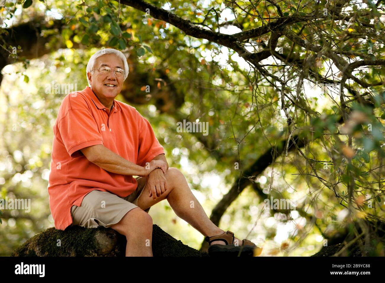 Portrait of a smiling senior man sitting on a tree branch Stock Photo ...