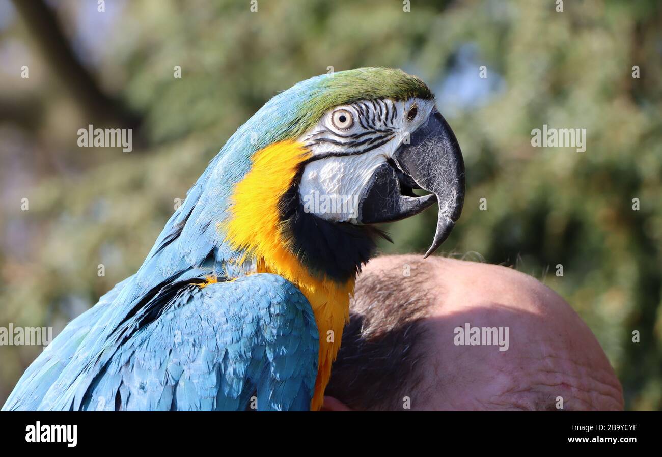 Macaw Parrot on Man's Shoulder Stock Photo - Alamy