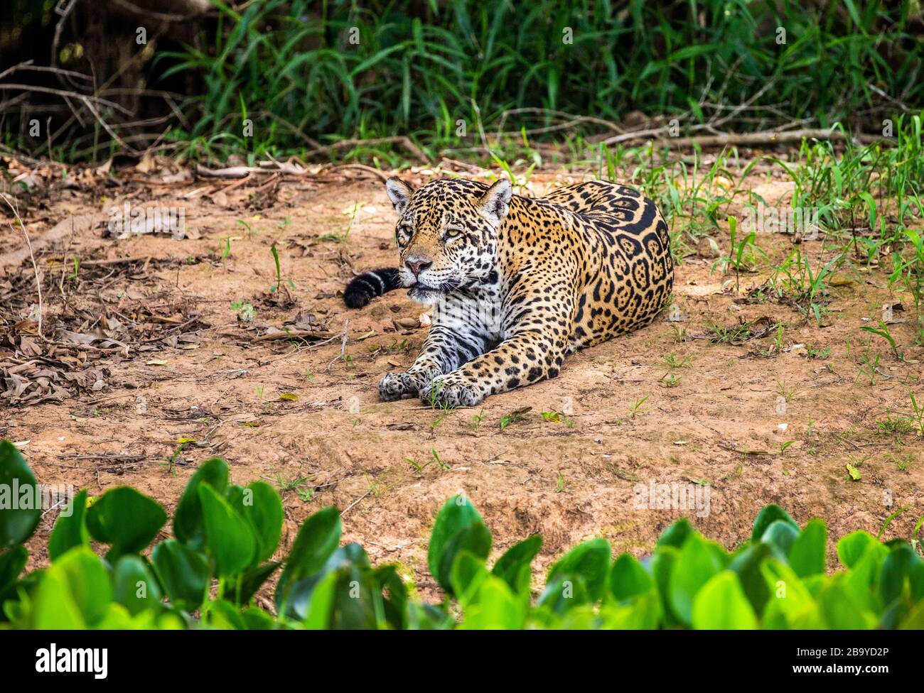 Ground of jungle hi-res stock photography and images - Alamy
