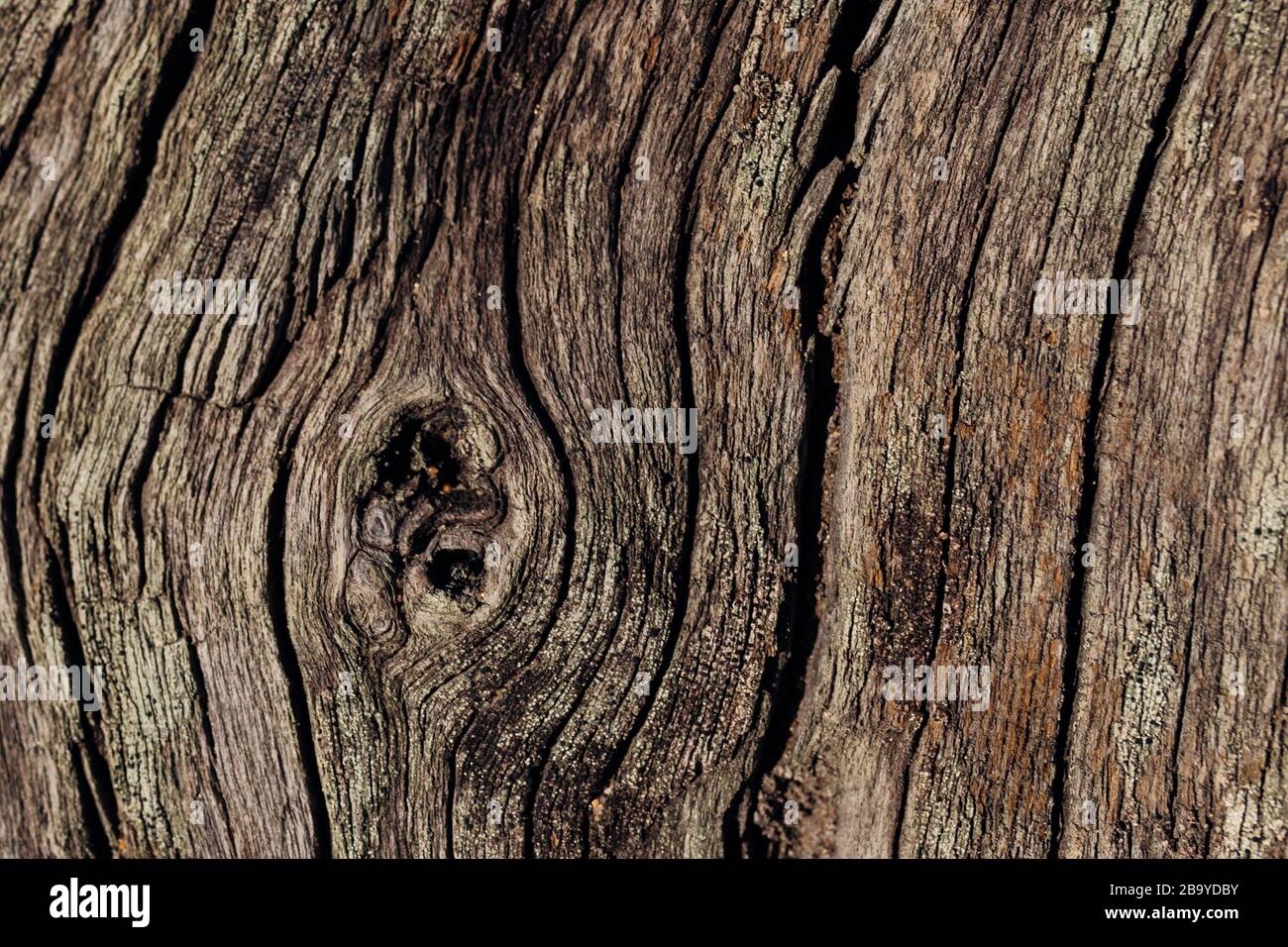 Dry old wooden brown background. natural wood, cracks on dry wood from ...