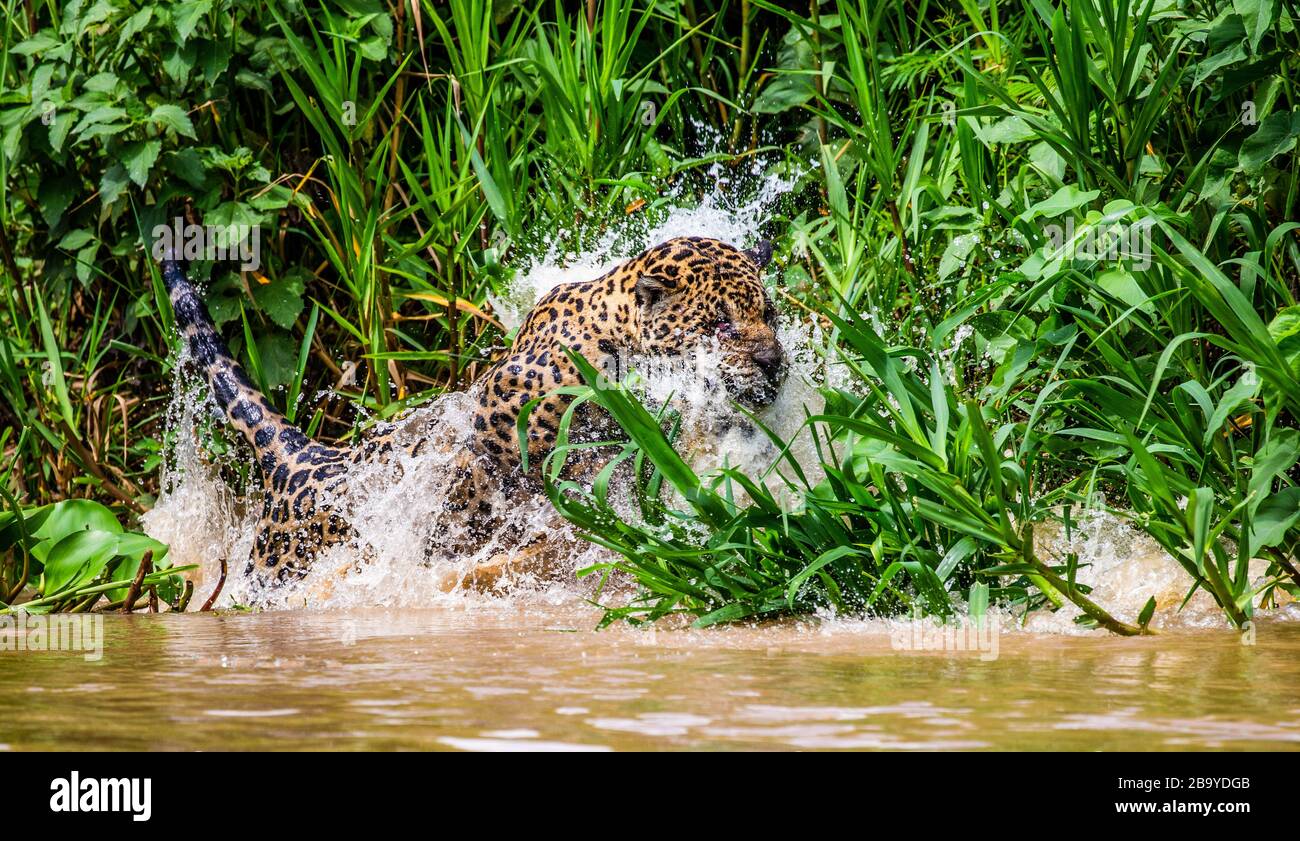 Jaguar jump tree hi-res stock photography and images - Alamy