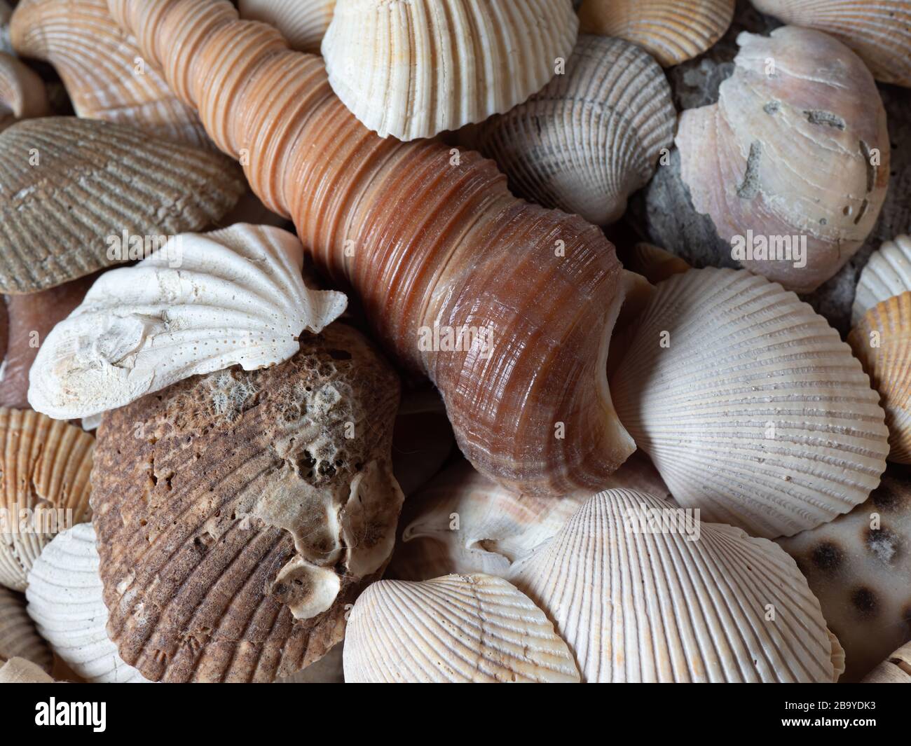 pile of different seashells on beach Stock Photo - Alamy