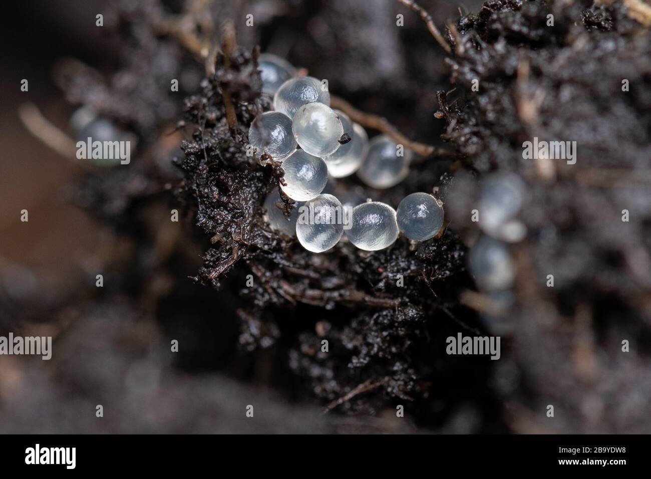 Slug eggs hi-res stock photography and images - Alamy
