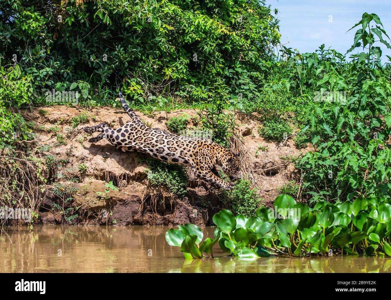 Jaguar attacks its prey. Jump into the water from the shore. South ...