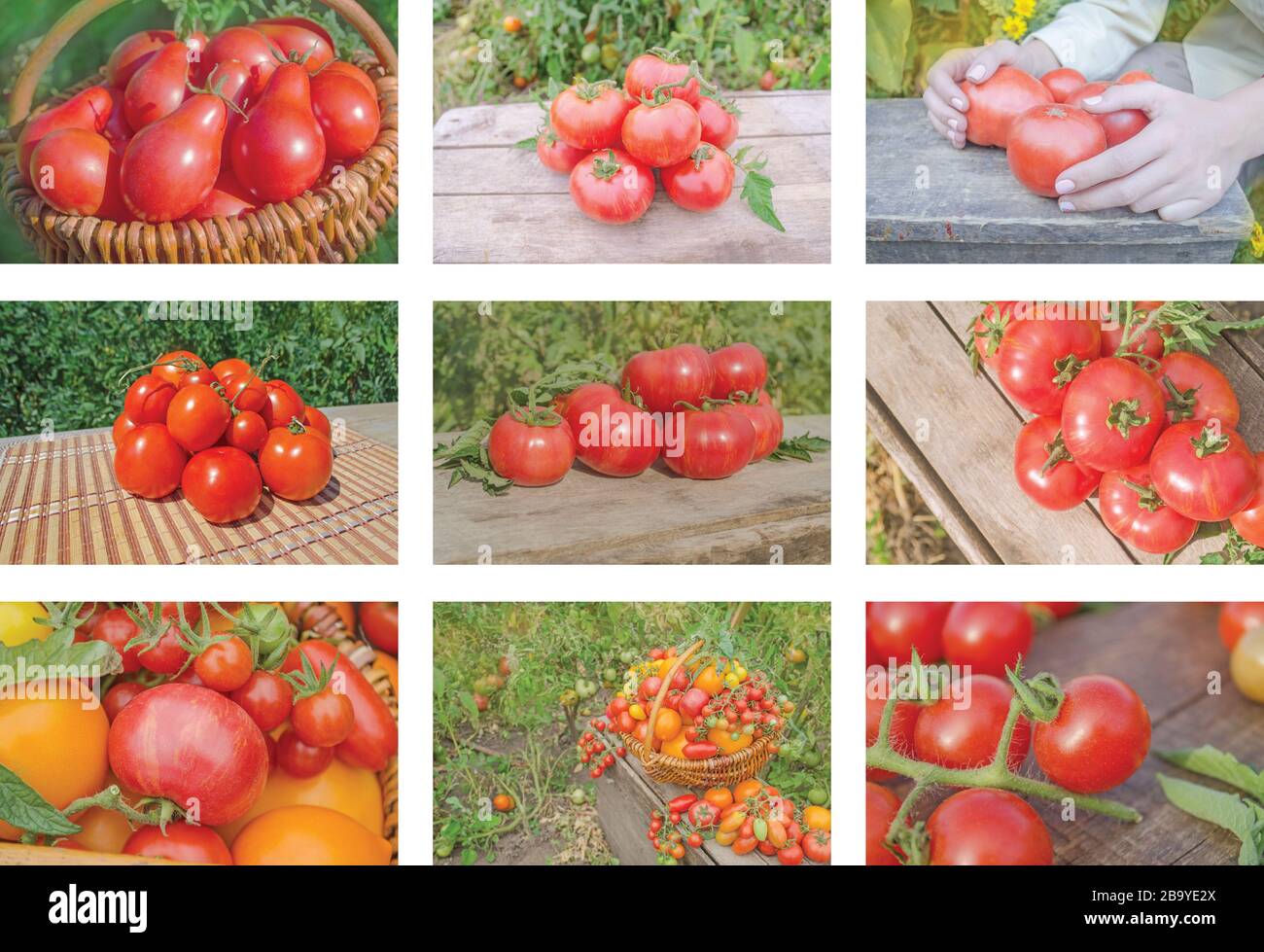 Fresh tomatoes collage. Organic tomatoes collection. Collage of growing ...