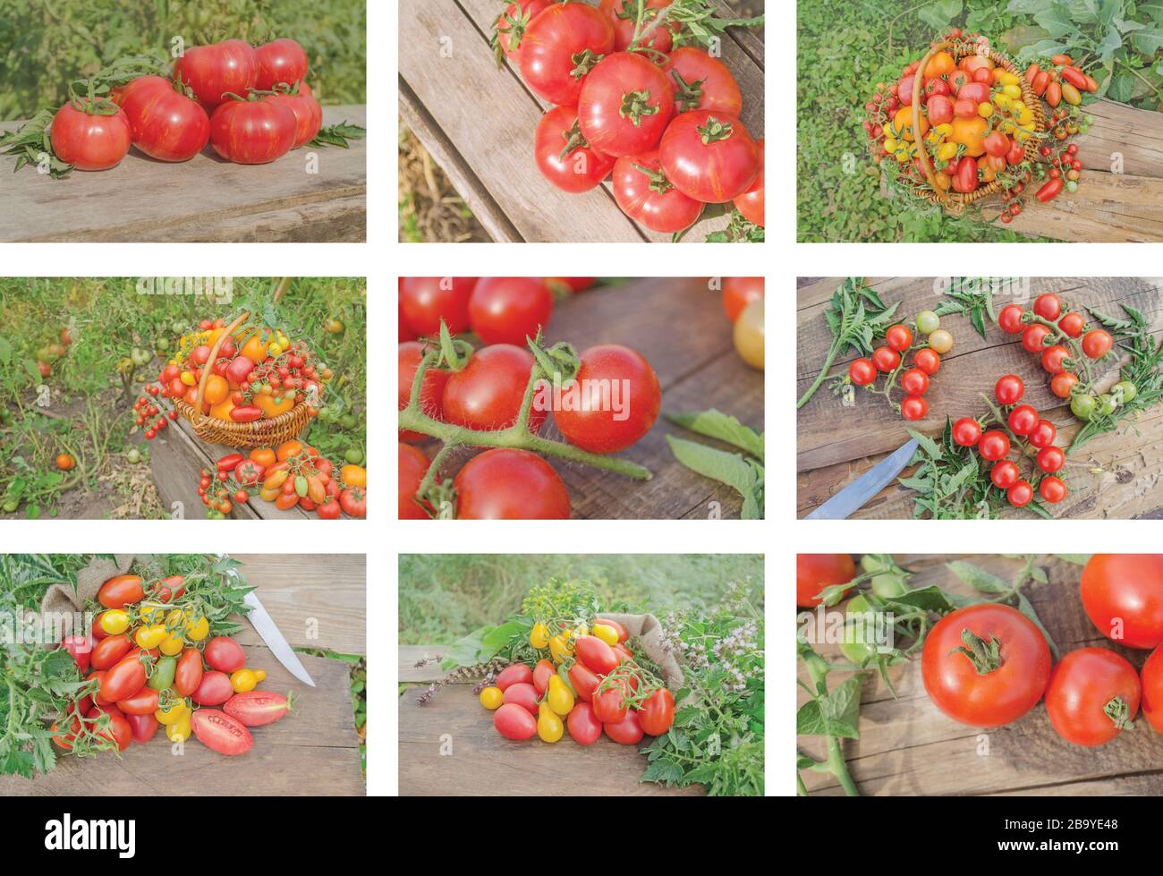 Fresh tomatoes collage. Organic tomatoes collection. Collage of growing ...