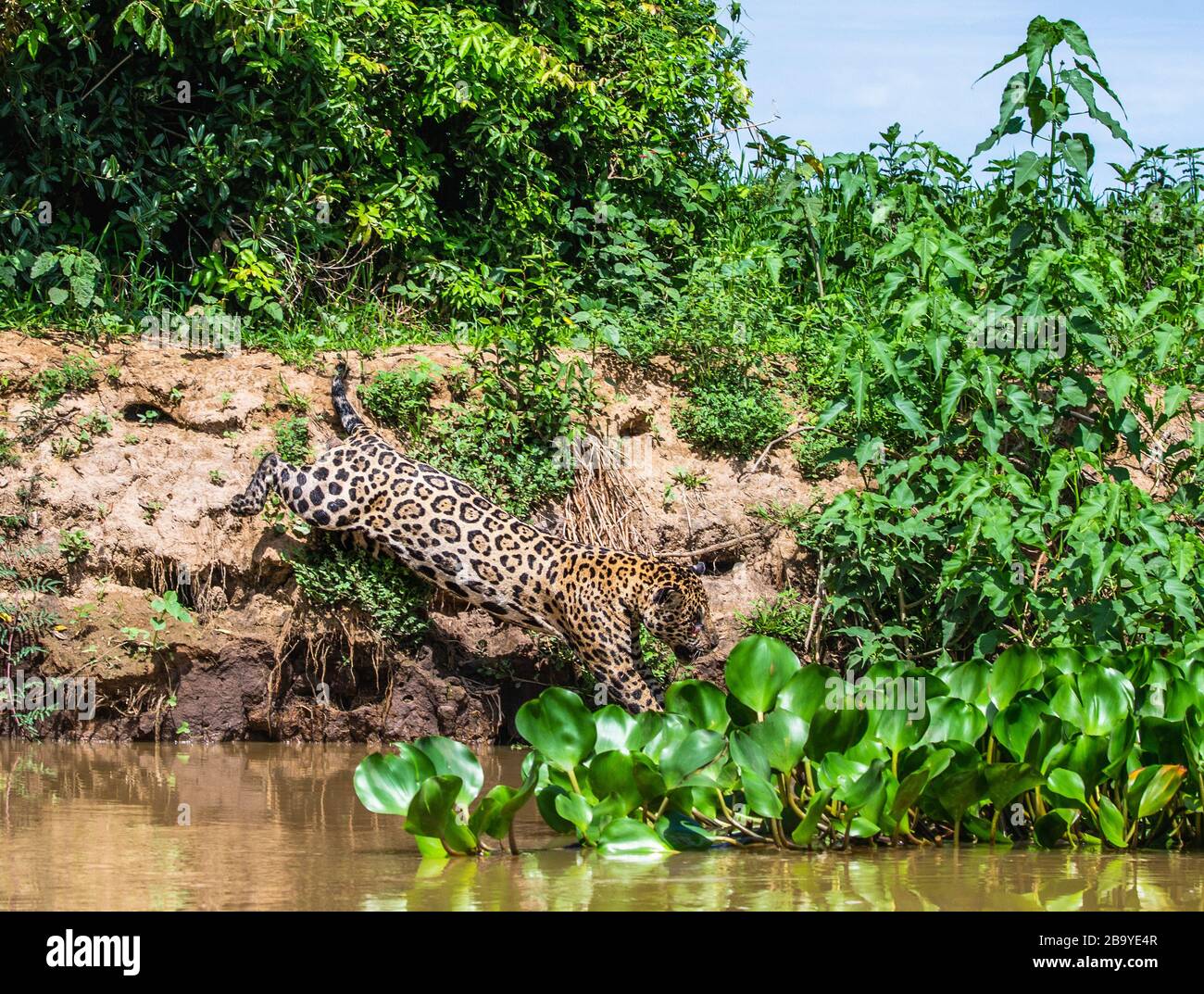 Jaguar Attacking Prey