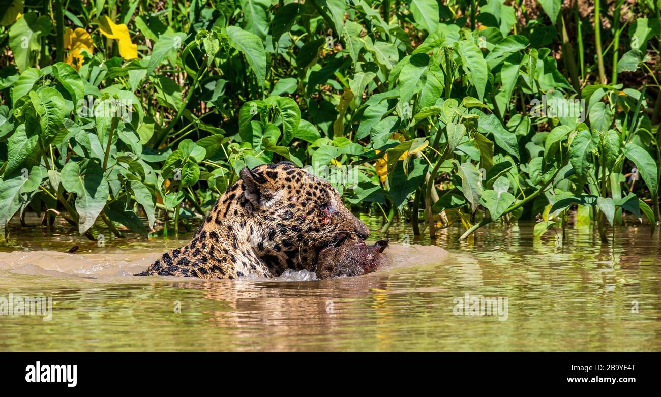 Jaguar with prey in its teeth floats on the river. A rare moment. South ...