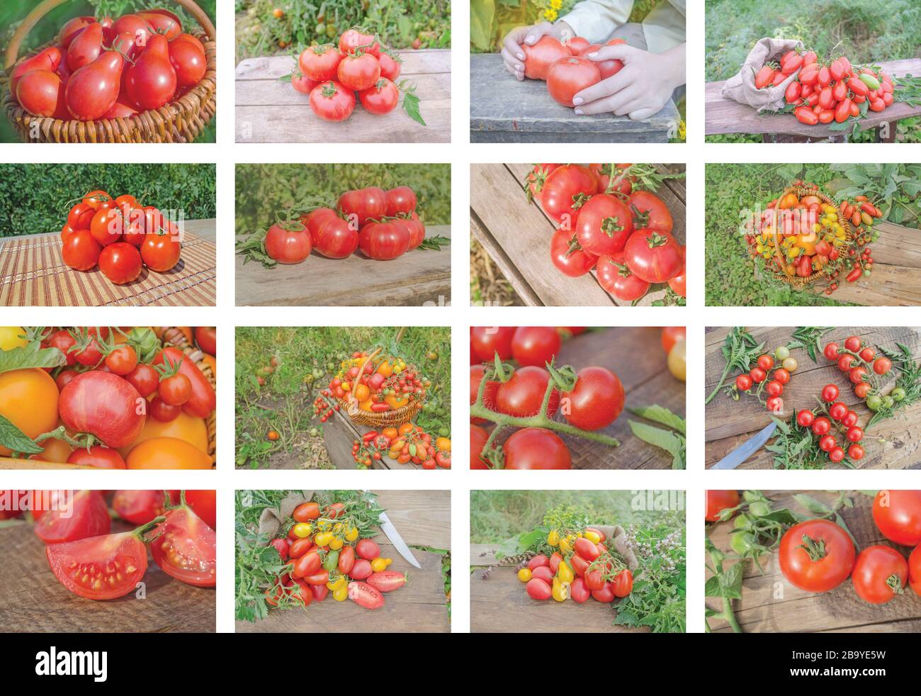 Fresh tomatoes collage. Organic tomatoes collection. Colorful collage ...