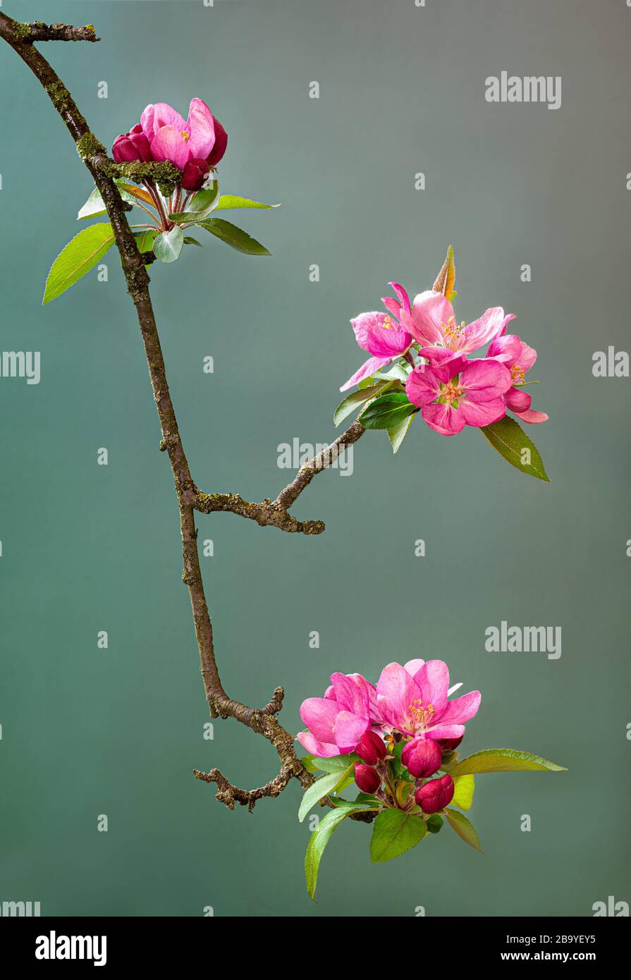 Various Tree Species High Resolution Stock Photography and Images - Alamy