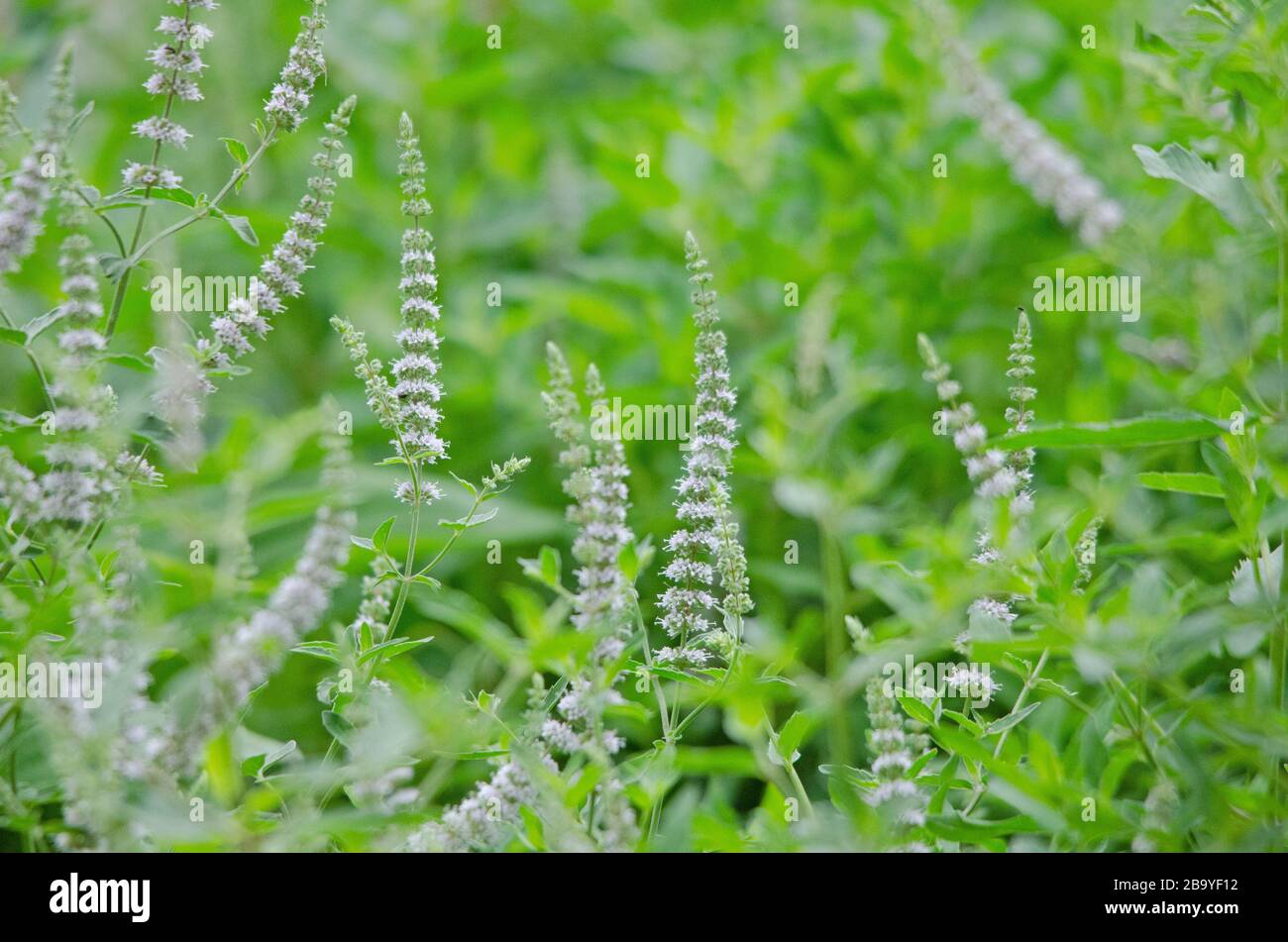 Flowering green grass, Namibia Stock Photo - Alamy