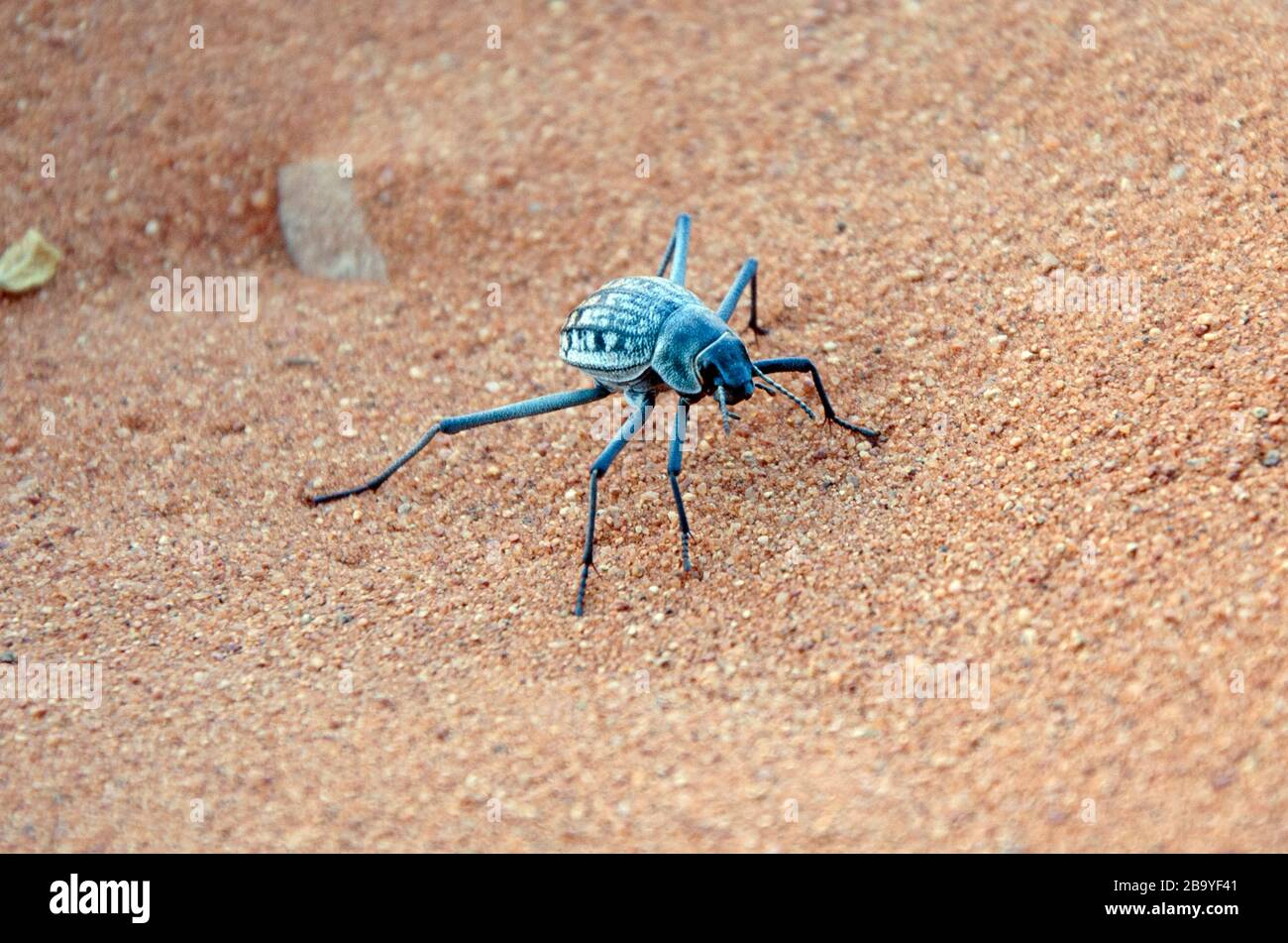Dung beetle on desert sand, Namibia Stock Photo - Alamy