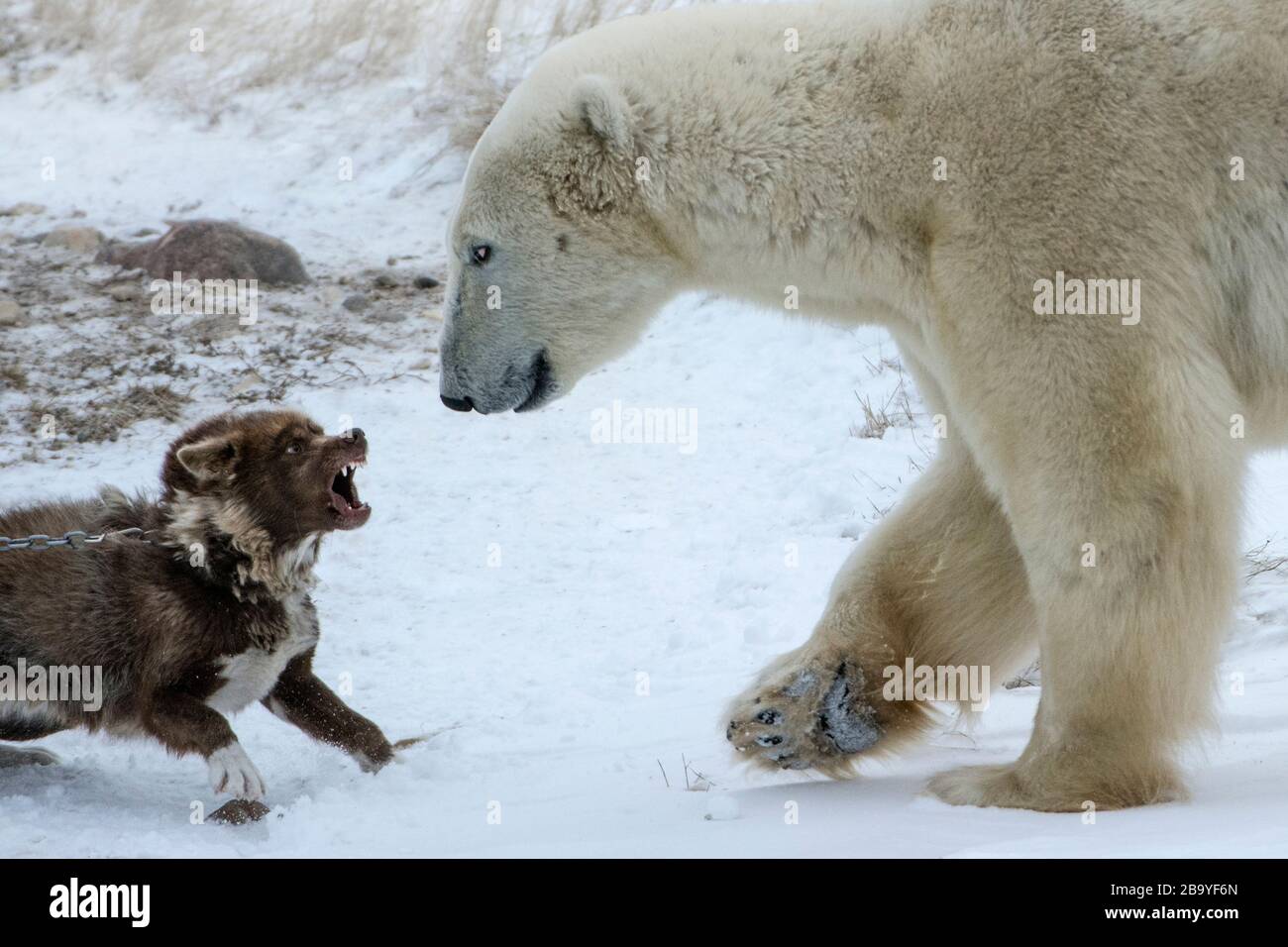 Bear attack dog hi-res stock photography and images - Alamy