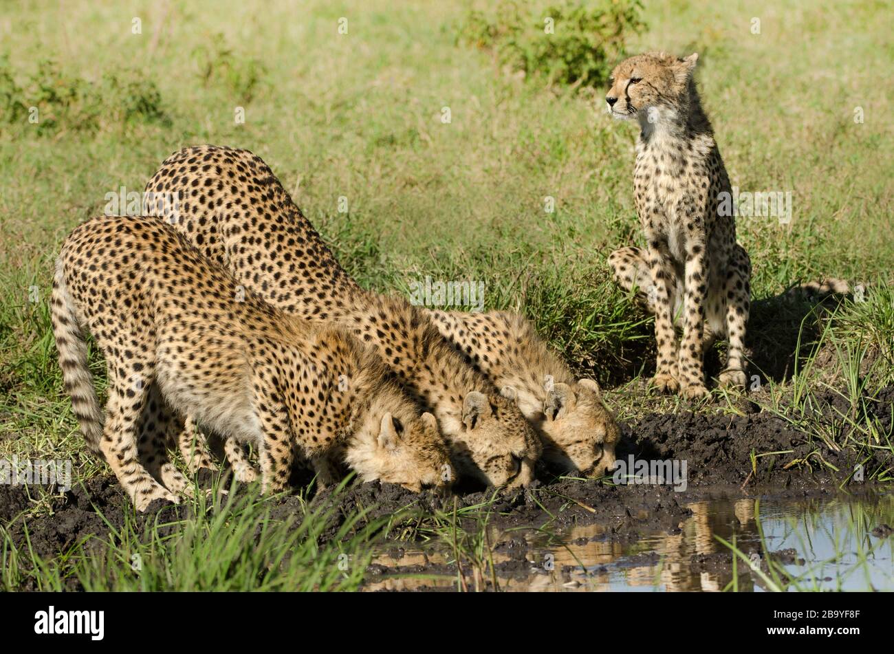 Three cheetah’s cub drinking with the mother watching at them ...