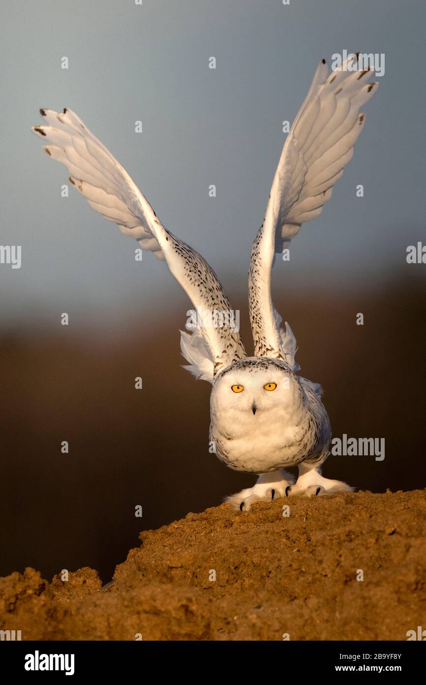 Quebec wildlife owl on ground hi-res stock photography and images - Alamy