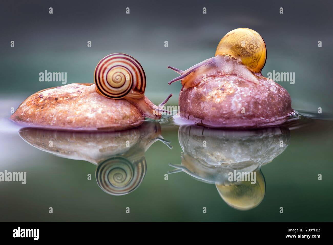 Little snails hi-res stock photography and images - Alamy