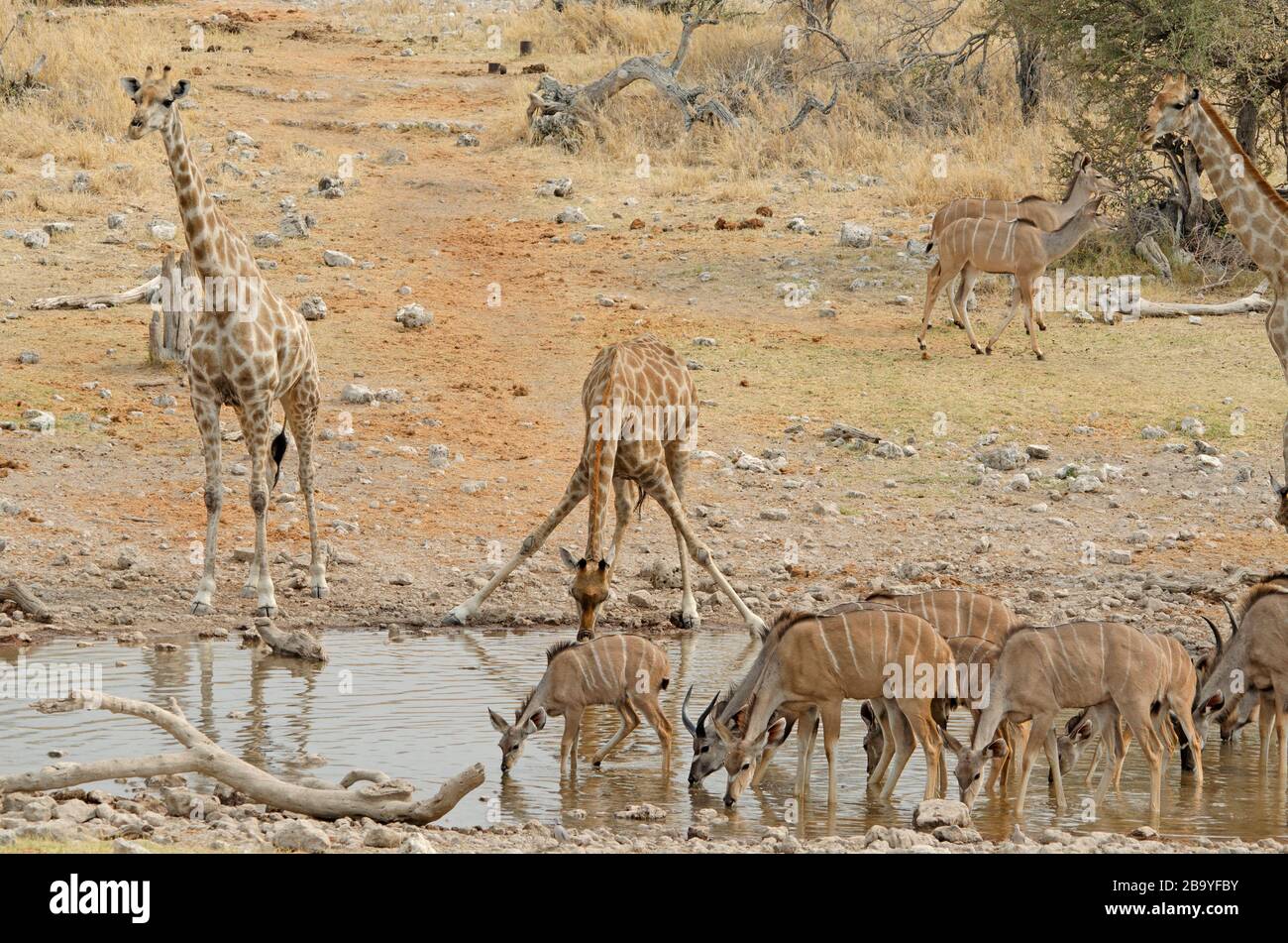 Animals drink at waterhole in Etosha Stock Photo - Alamy