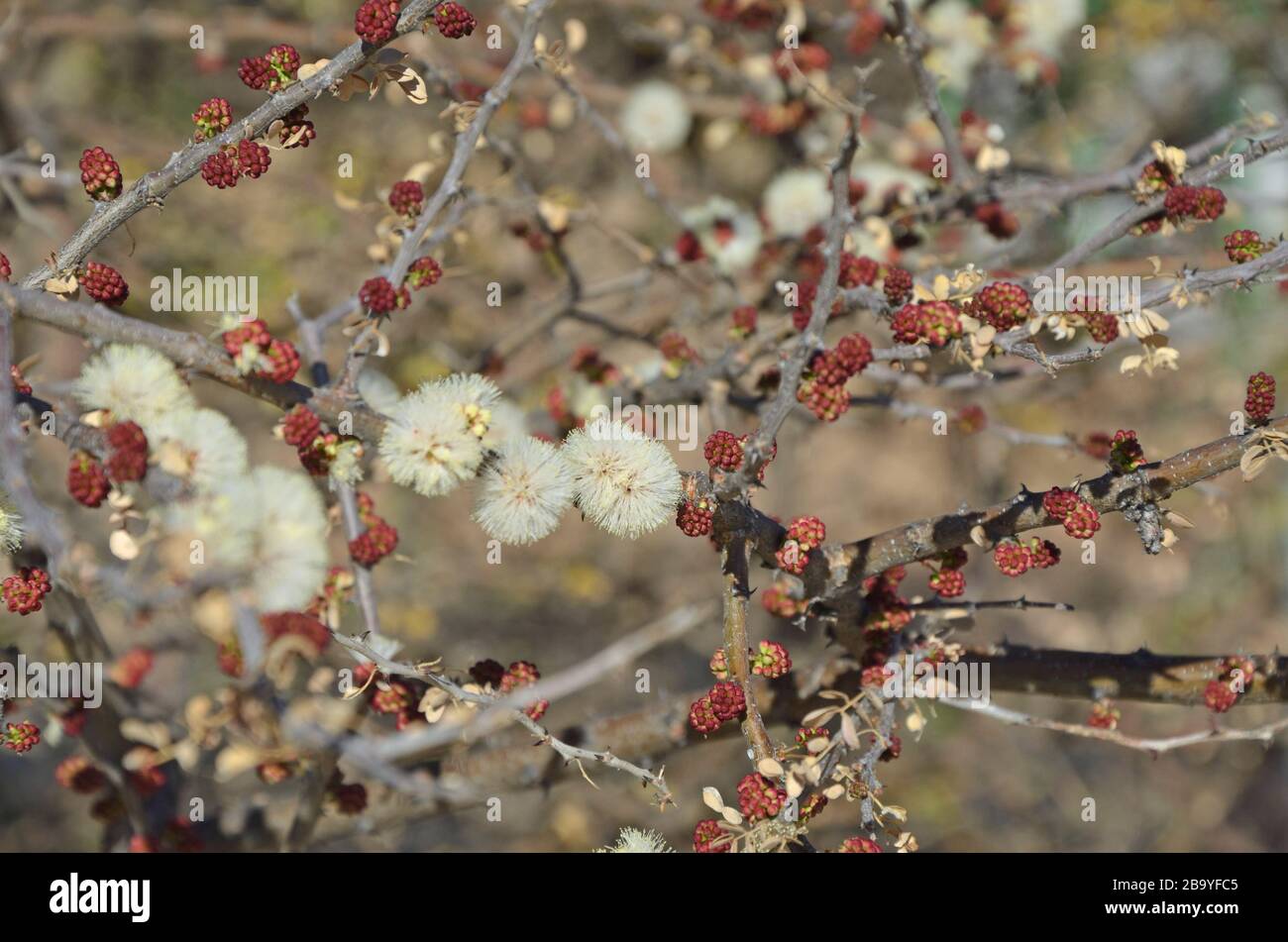 Red seed pods hi-res stock photography and images - Alamy