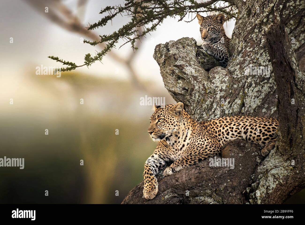 Leopards, mother and baby, resting on acacia tree, Serengheti National ...