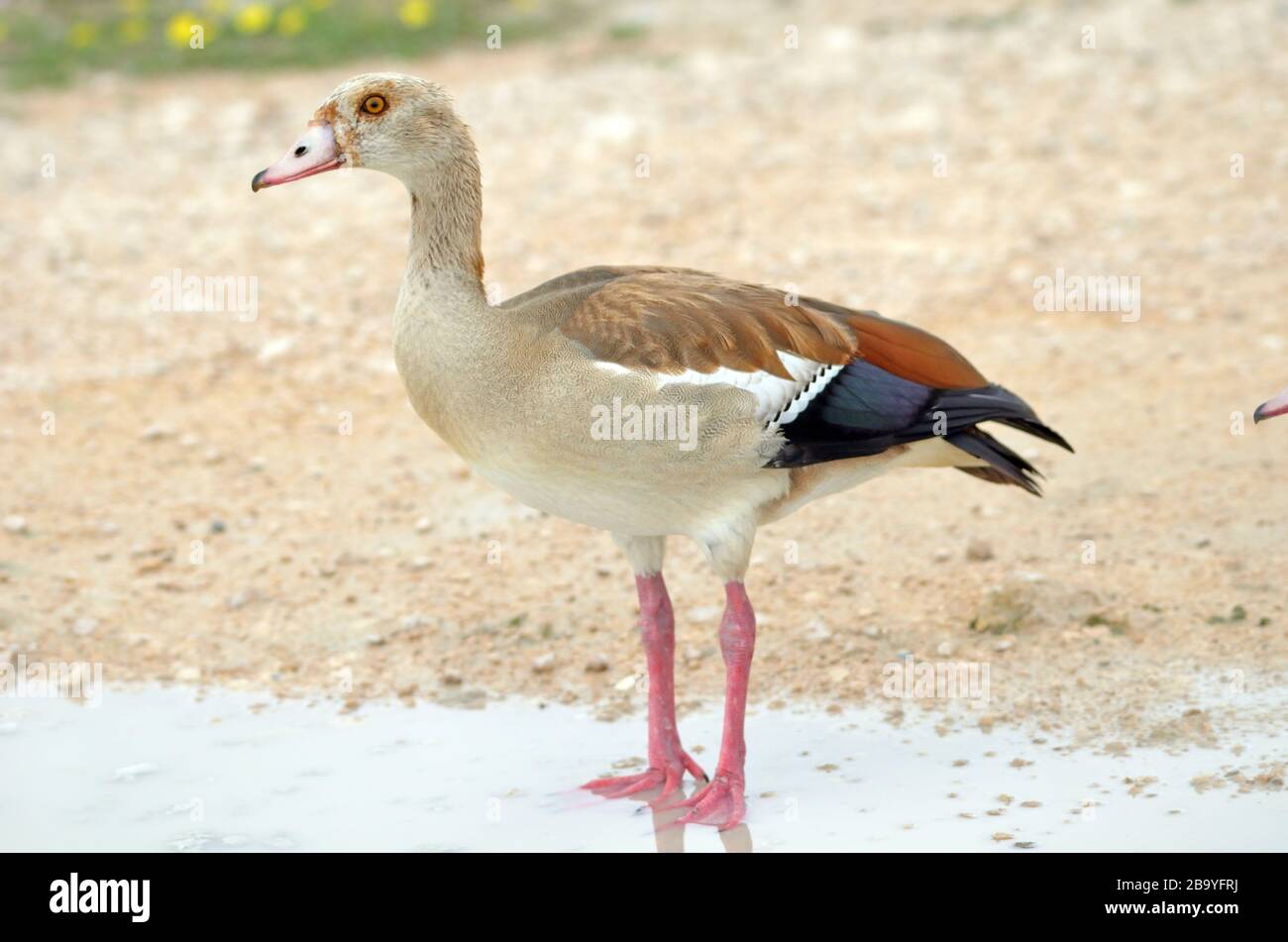 Egyptian goose stands in puddle of water, Etosha, Namibia, rainy season ...