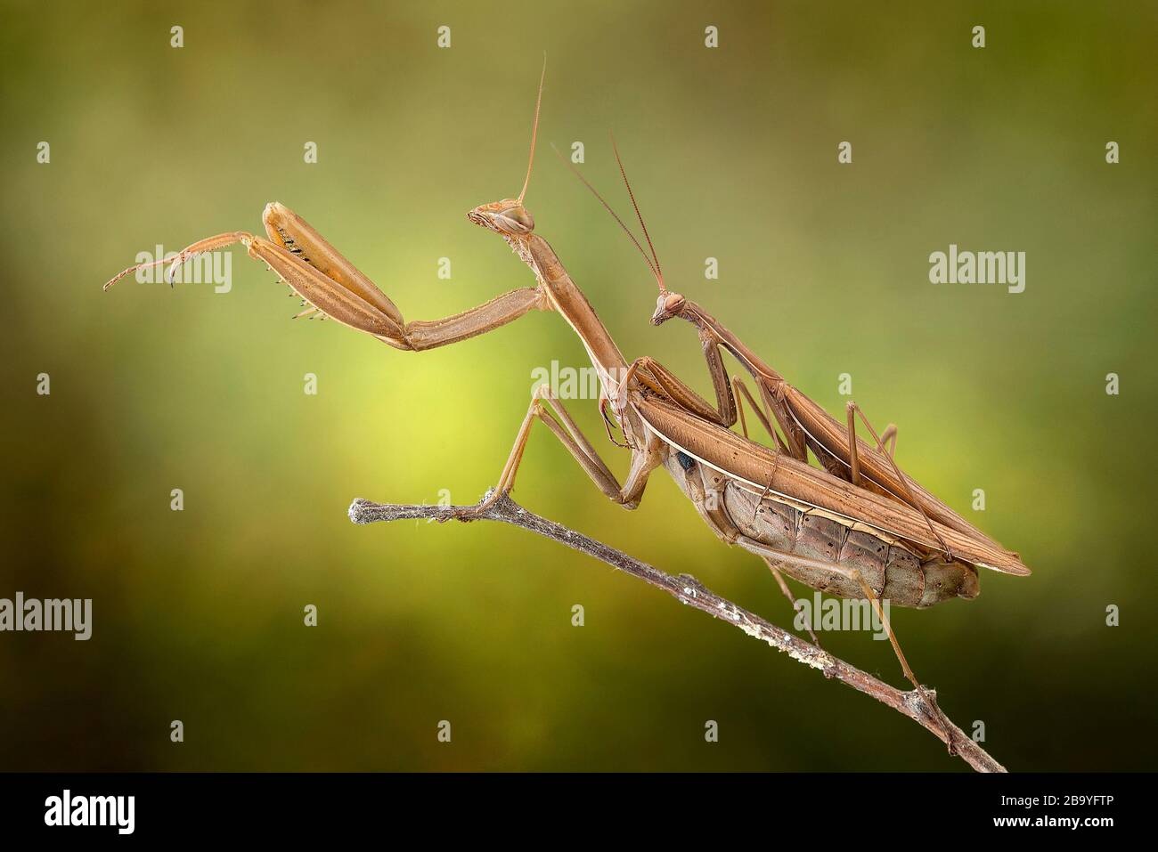 Mantis mating hi-res stock photography and images - Alamy