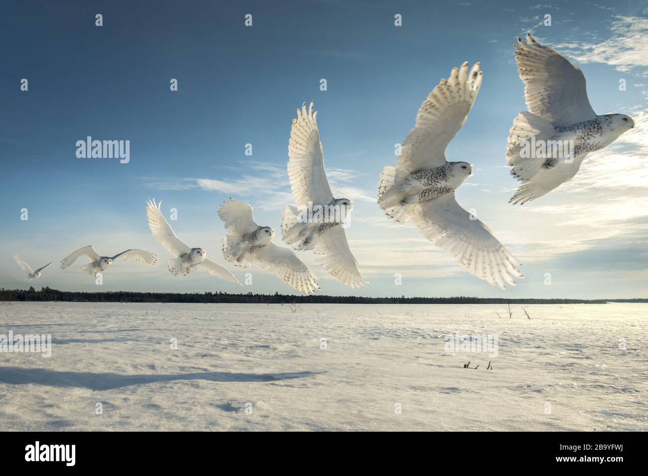 Snow owl, Quebec, Canada, North America, montage of 7 shots Stock Photo ...