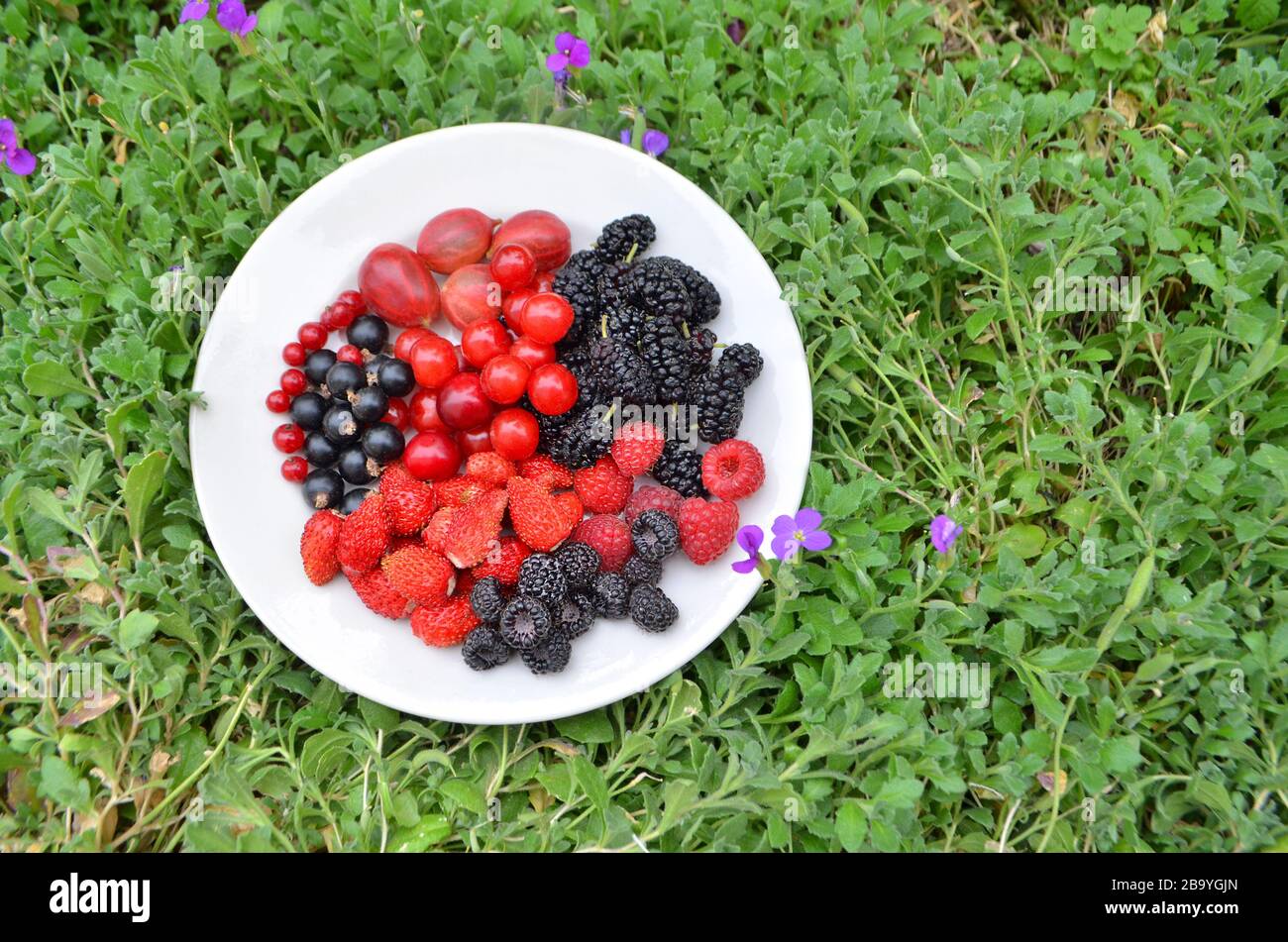 Assorted garden berries on a plate. Fresh berries on white background ...