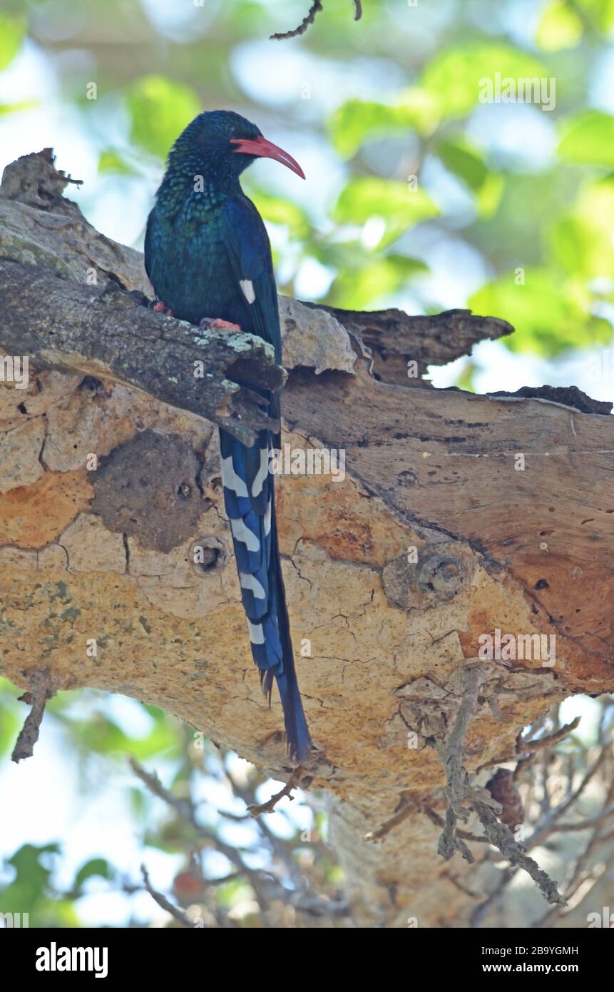 Green wood hoopoe hi-res stock photography and images - Alamy