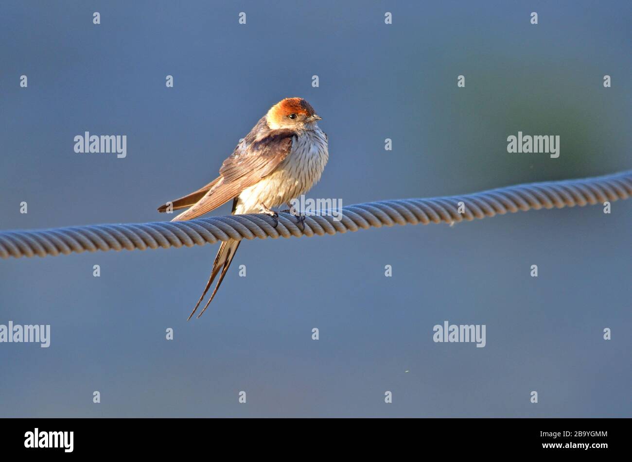 Greater striped swallow cecropis cucullata hi-res stock photography and ...