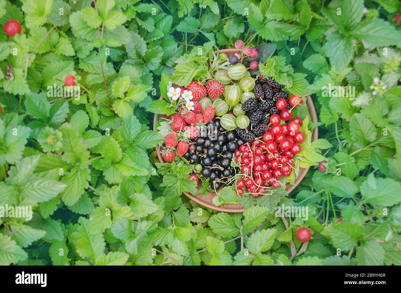 Various fresh berries fruits hi-res stock photography and images - Alamy
