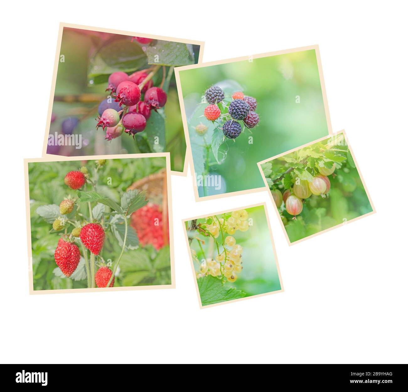 Collection with different berries. Healthy food background. Collage of ...