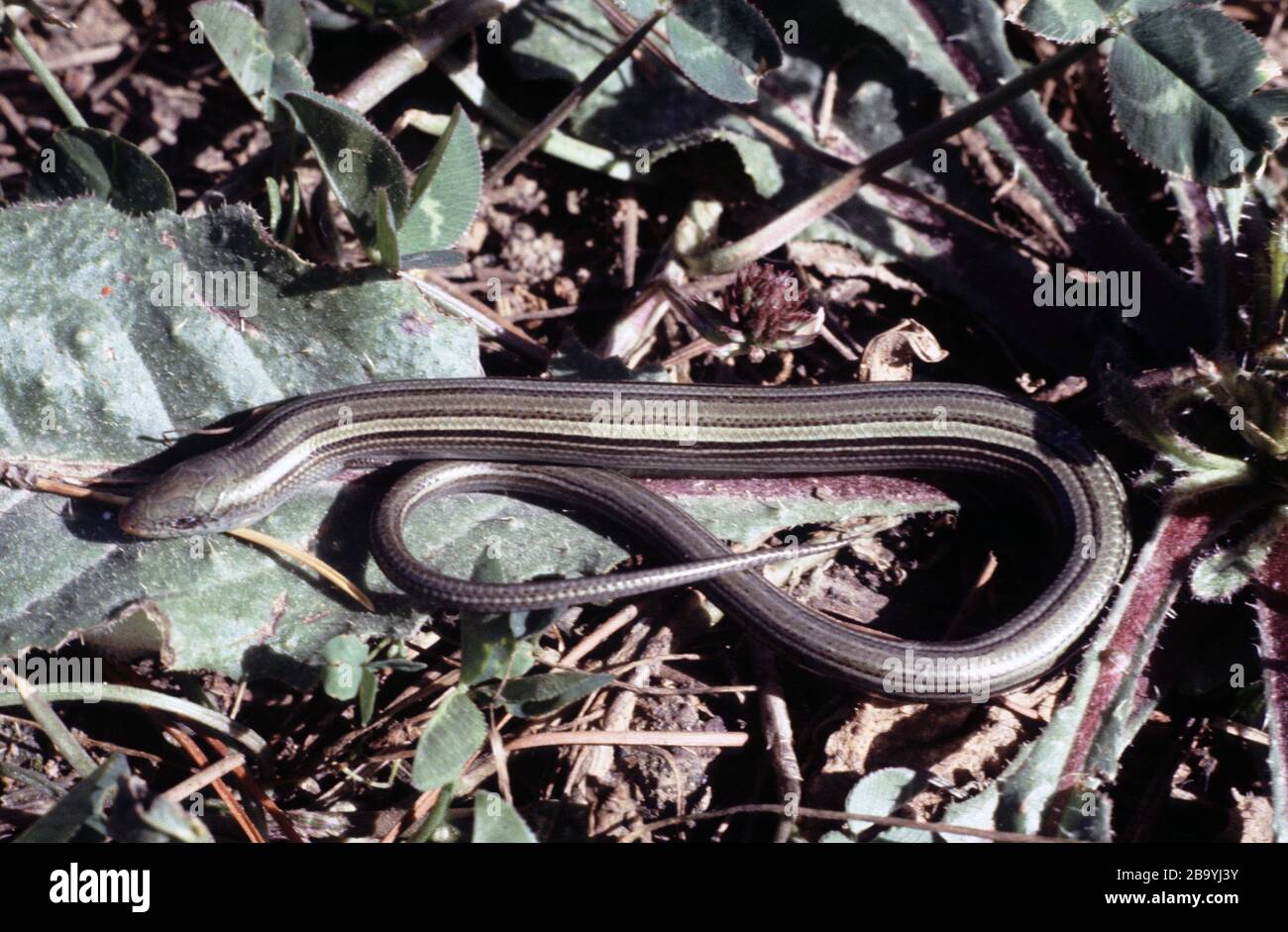 Skink anatomy hi-res stock photography and images - Alamy