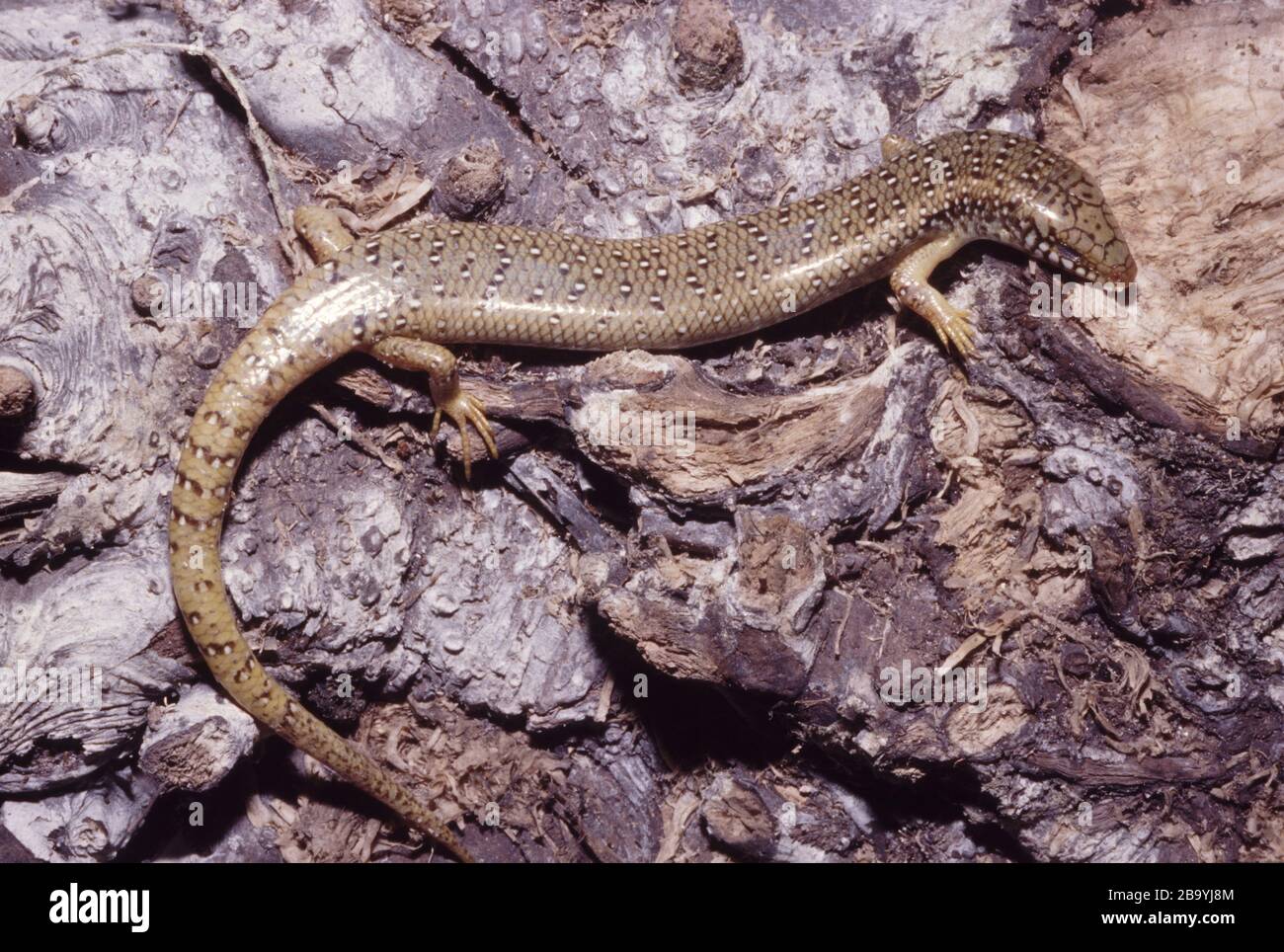 Skink anatomy hi-res stock photography and images - Alamy