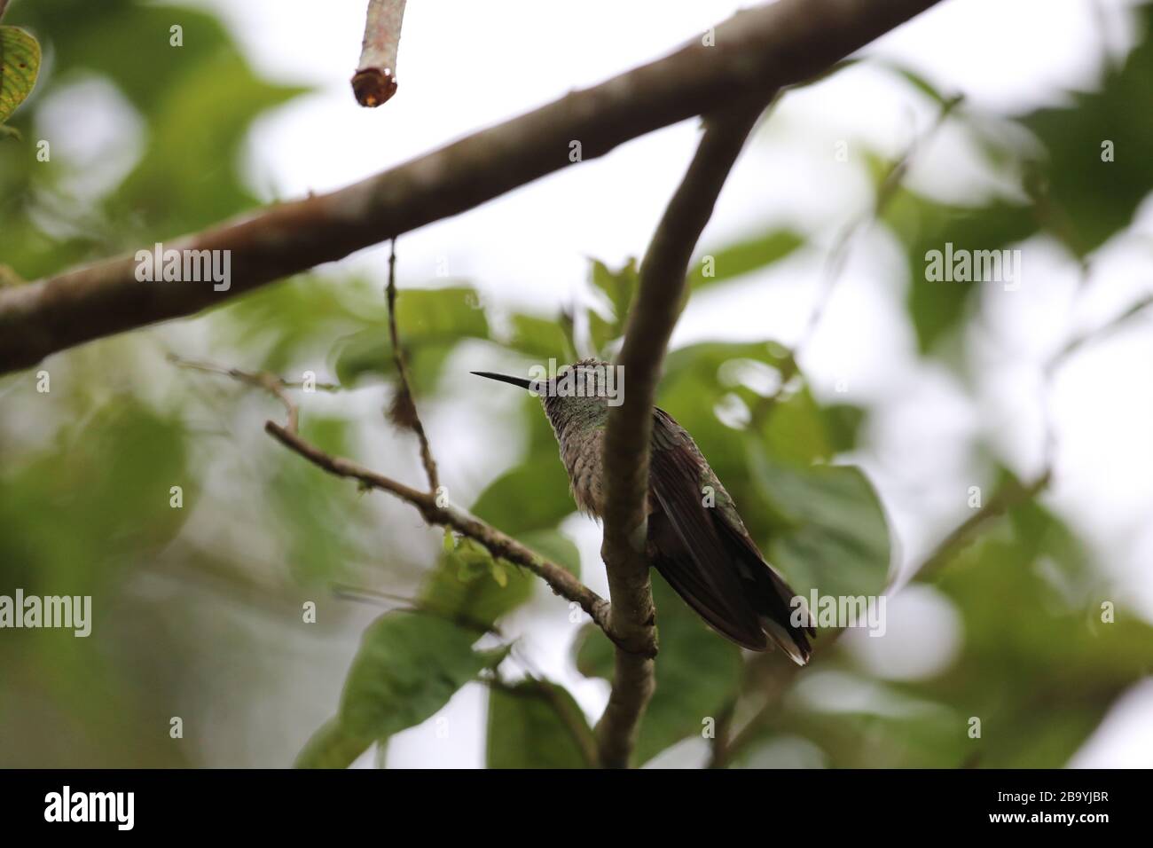 Emerald Green Hummingbird, Costa Rica Stock Photo - Alamy