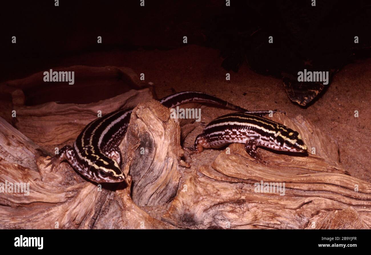 Striped or Four-lined girdled lizard, Zonosaurus quadrilineatus Stock ...
