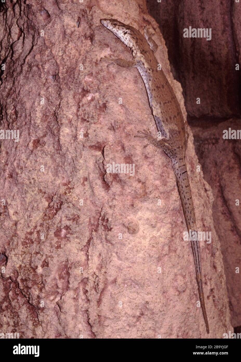 Pilbara monitor, Varanus bushi Stock Photo - Alamy