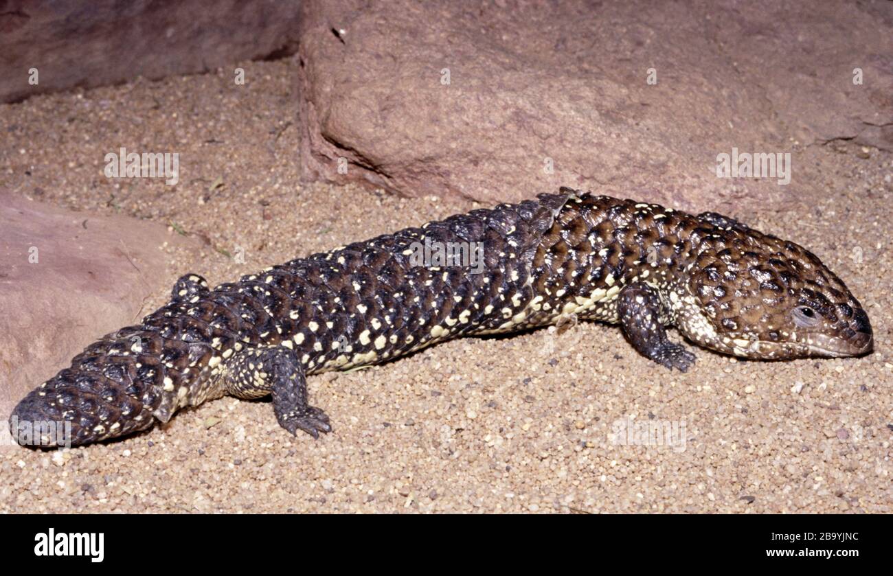 Stumpy tailed skink hi-res stock photography and images - Alamy