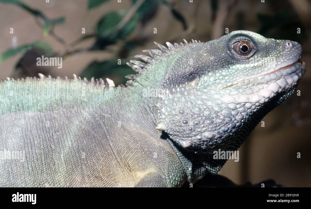 Chinese water dragon, Physignathus cocincinus Stock Photo - Alamy