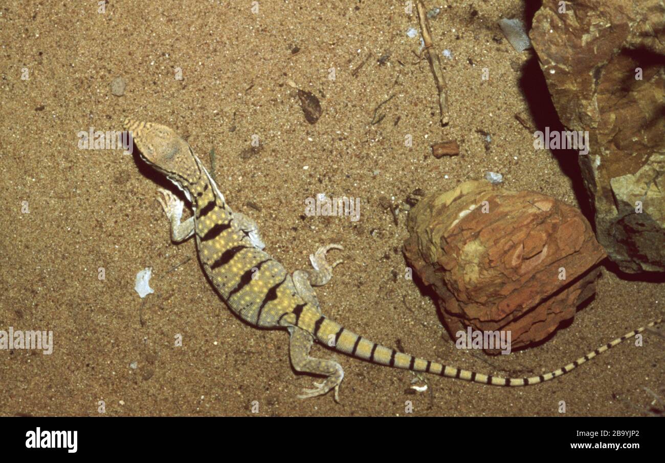 Young Desert monitor, Varanus (Psammosaurus) griseus Stock Photo - Alamy