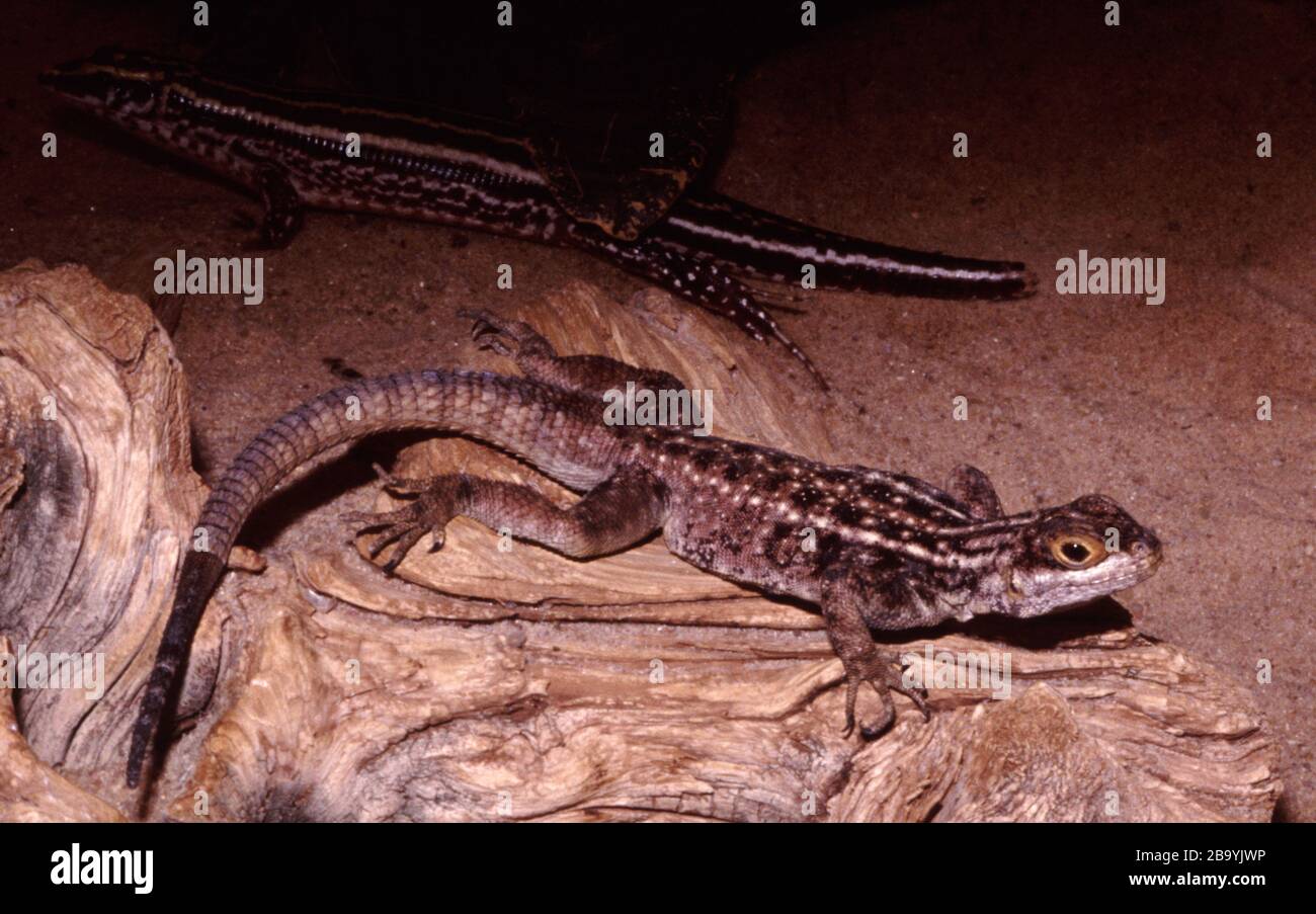 Madagascar spiny tailed lizard hi-res stock photography and images - Alamy