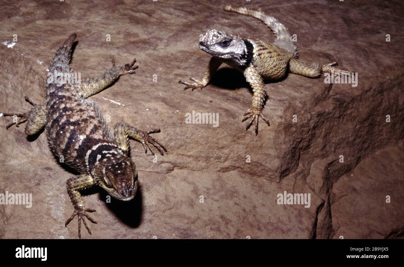 Pair of Crevice spiny lizard, Sceloporus poinsetti Stock Photo - Alamy