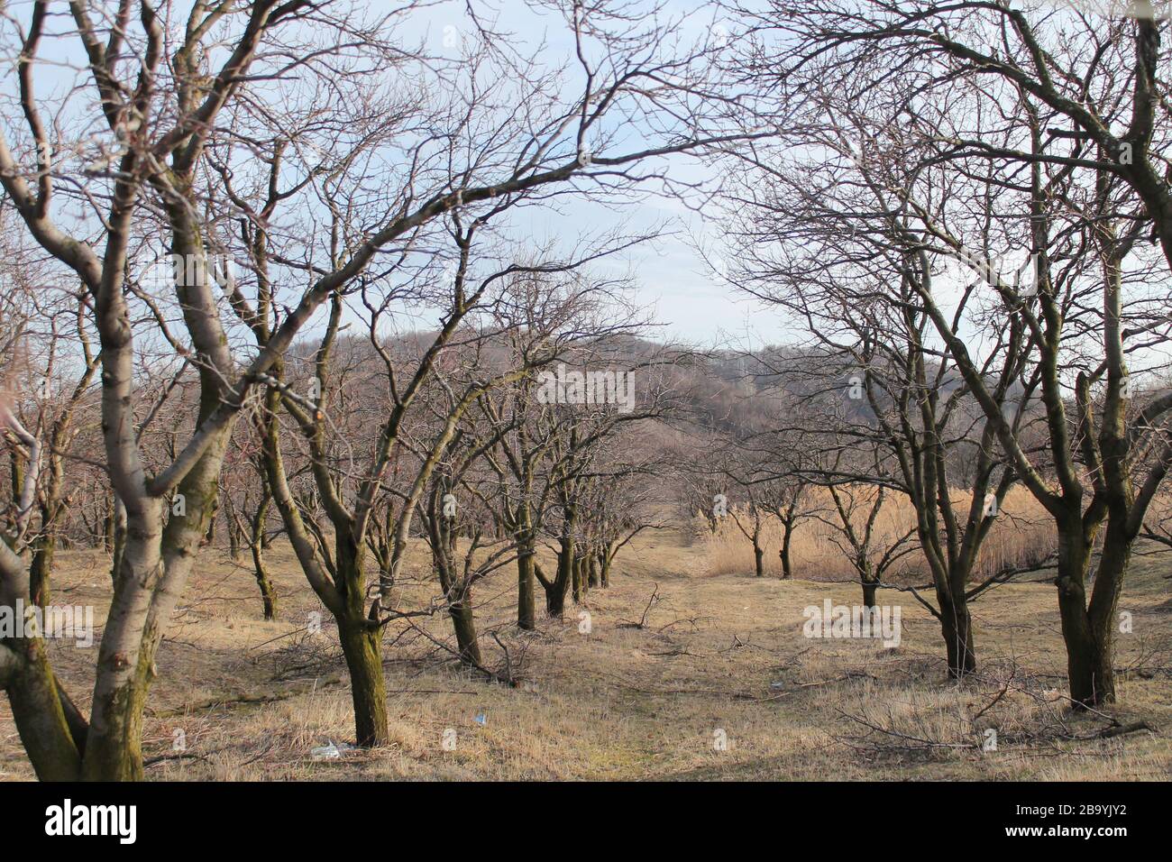 Sad trees hi-res stock photography and images - Alamy