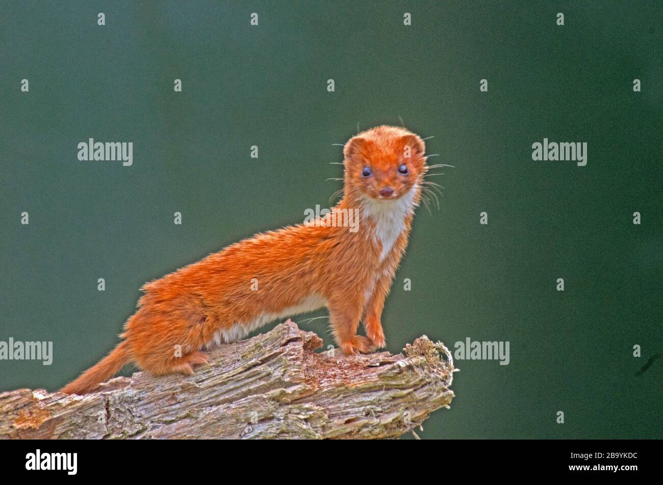 Weasel log hi-res stock photography and images - Alamy