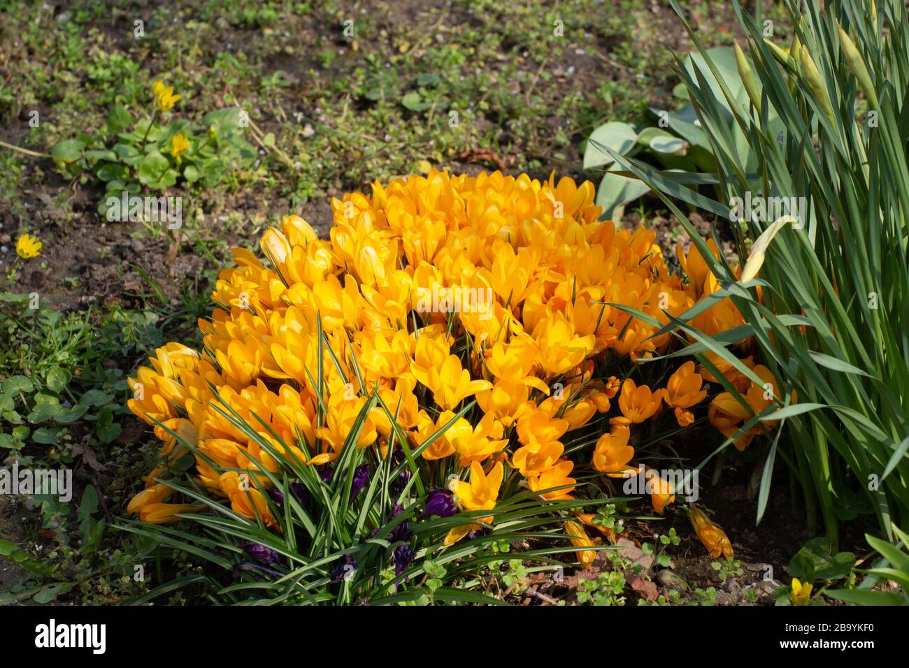 Crocus side view hi-res stock photography and images - Alamy