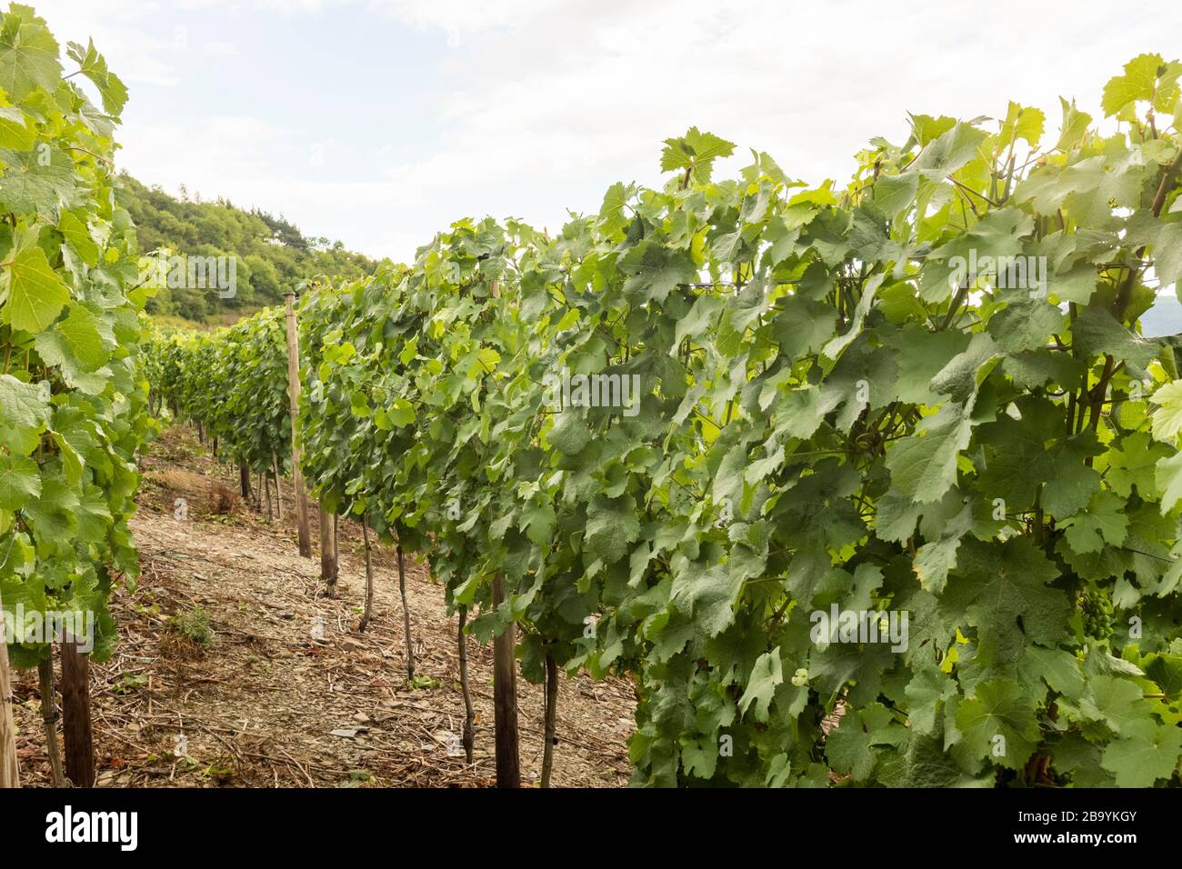 Vineyards of the winegrowing Ahr Valley, known for its red wine ...