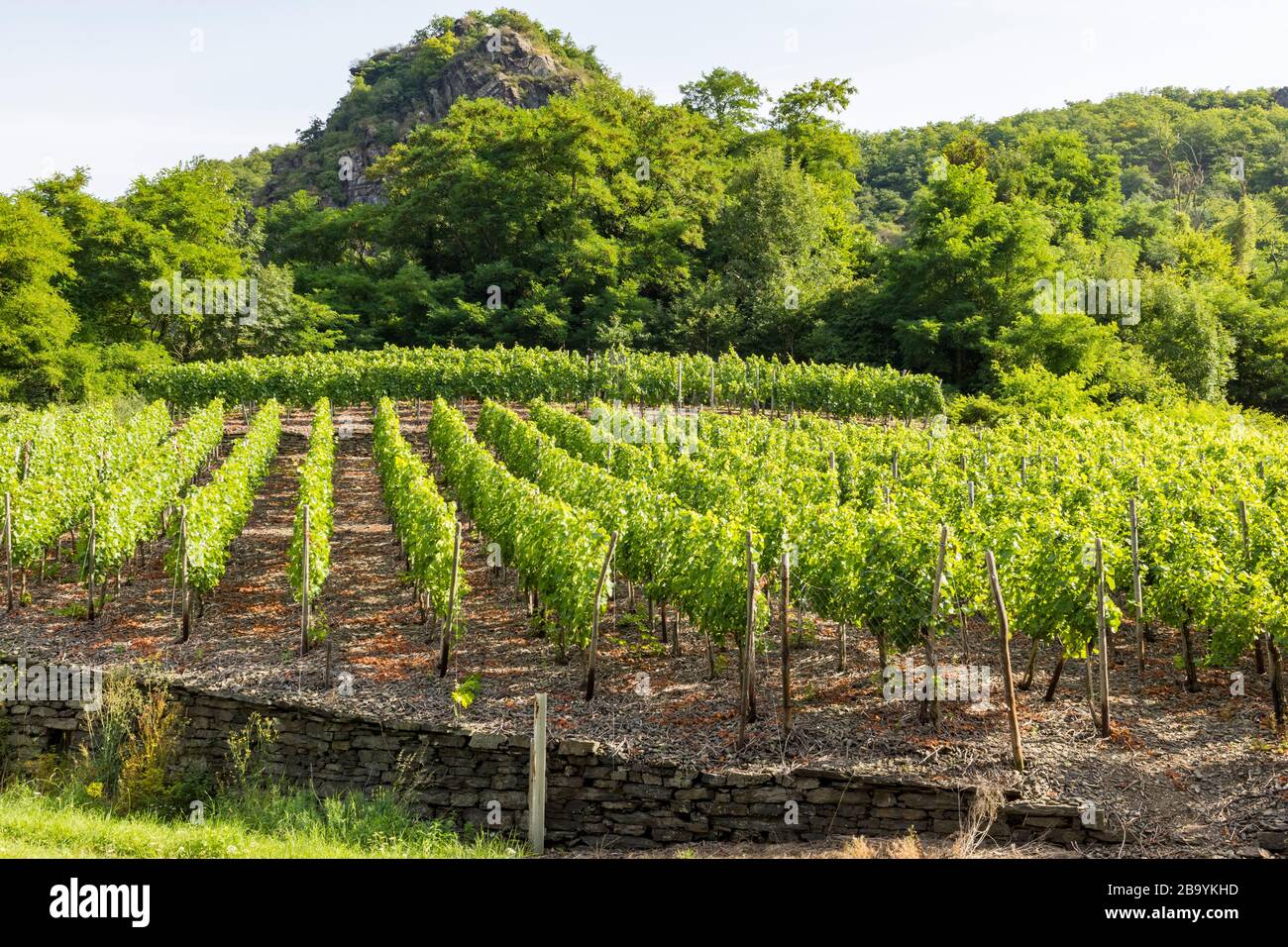 Vineyards of the winegrowing Ahr Valley, known for its red wine ...